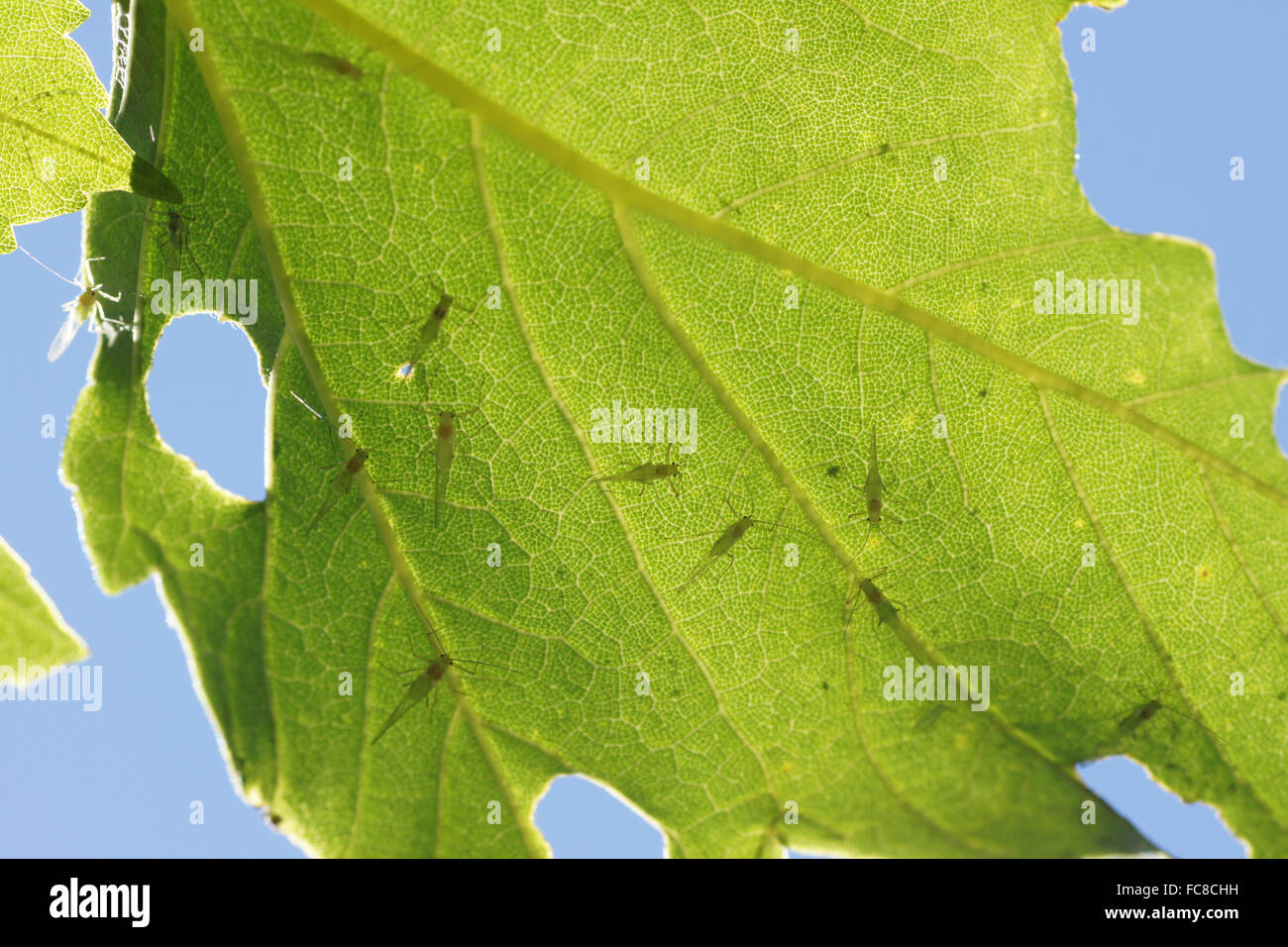 Rose aphid -Fotos und -Bildmaterial in hoher Auflösung – Alamy