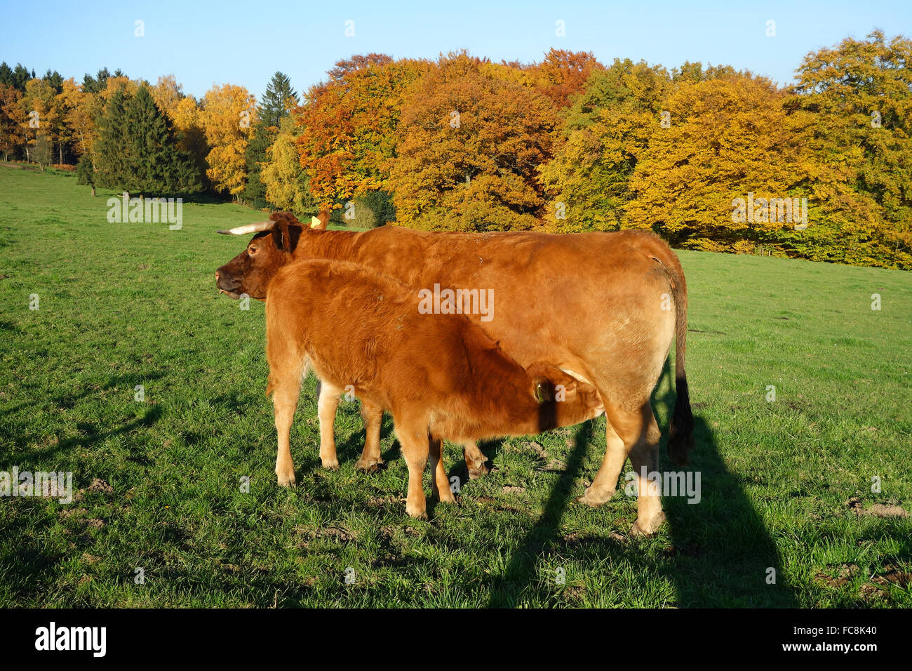 Artegerechte viehhaltung -Fotos und -Bildmaterial in hoher Auflösung ...