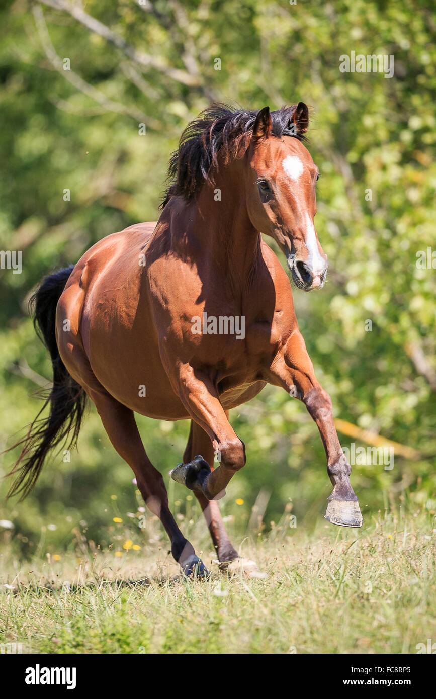 Anglo arab -Fotos und -Bildmaterial in hoher Auflösung – Alamy