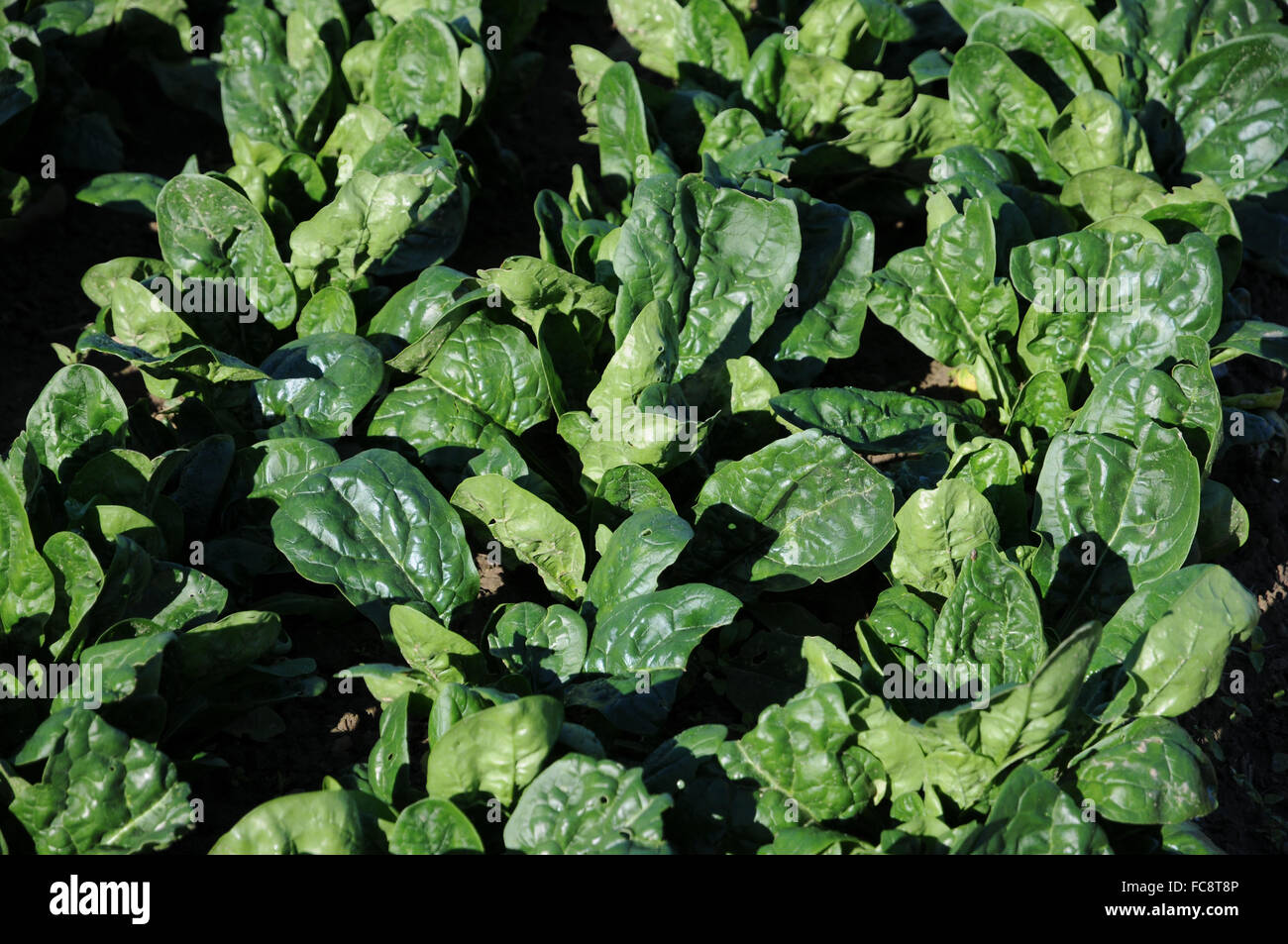 Spinacia oleracea blatt -Fotos und -Bildmaterial in hoher Auflösung – Alamy