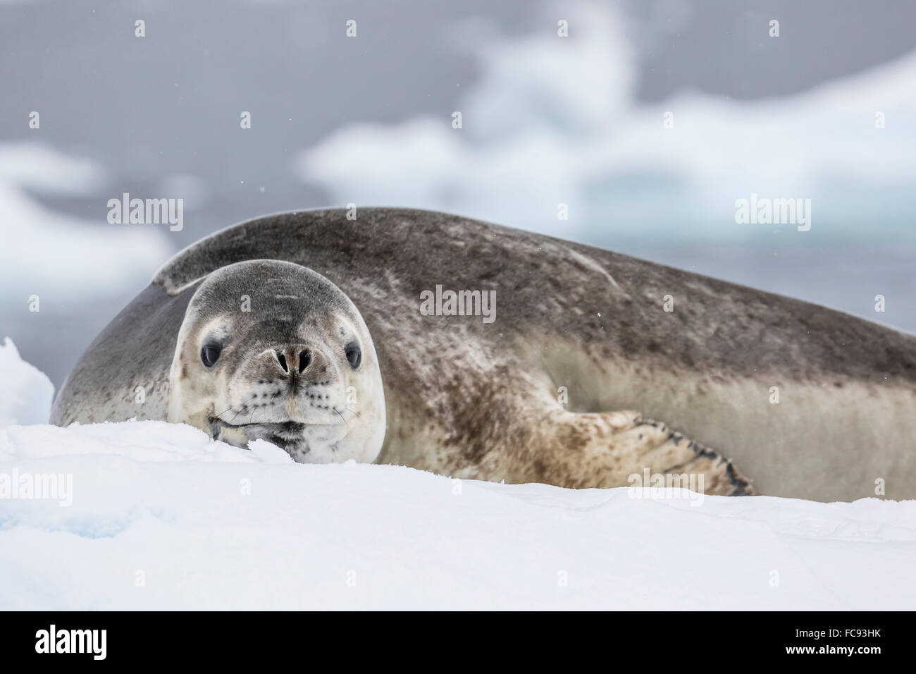 Leopard seal antarctica -Fotos und -Bildmaterial in hoher Auflösung – Alamy