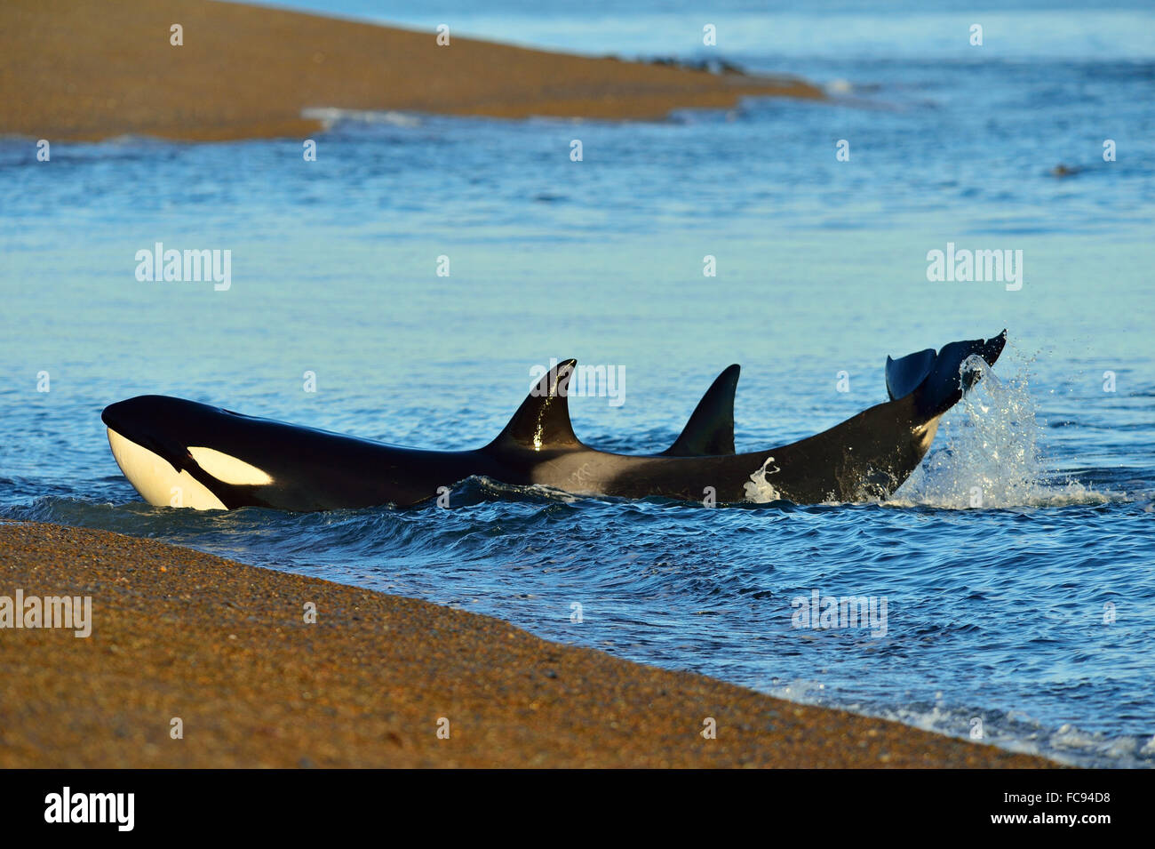 Orca schwertwal -Fotos und -Bildmaterial in hoher Auflösung – Alamy