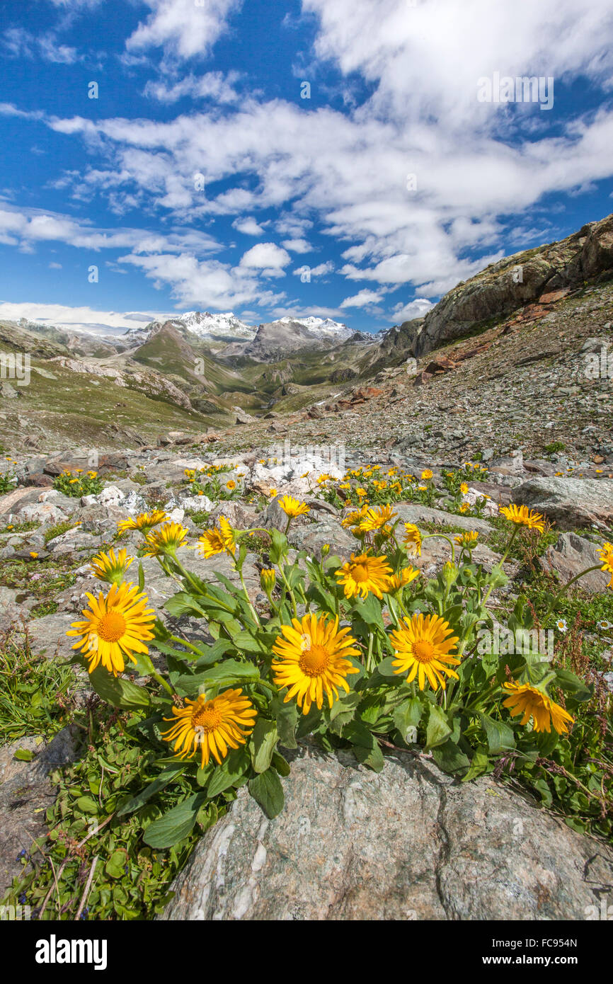 Alpenblumen gelb -Fotos und -Bildmaterial in hoher Auflösung – Alamy