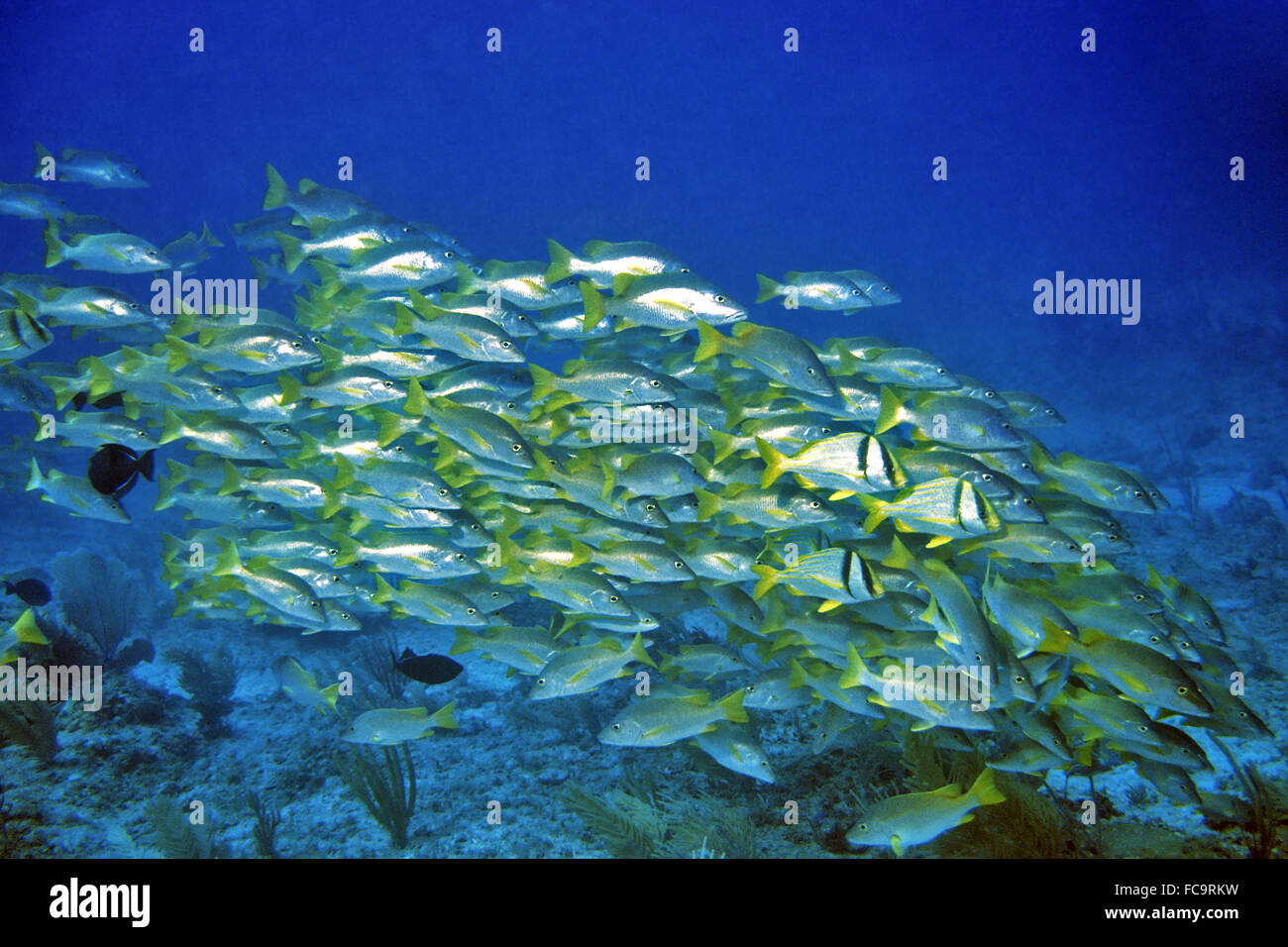 Schnapper foto -Fotos und -Bildmaterial in hoher Auflösung – Alamy