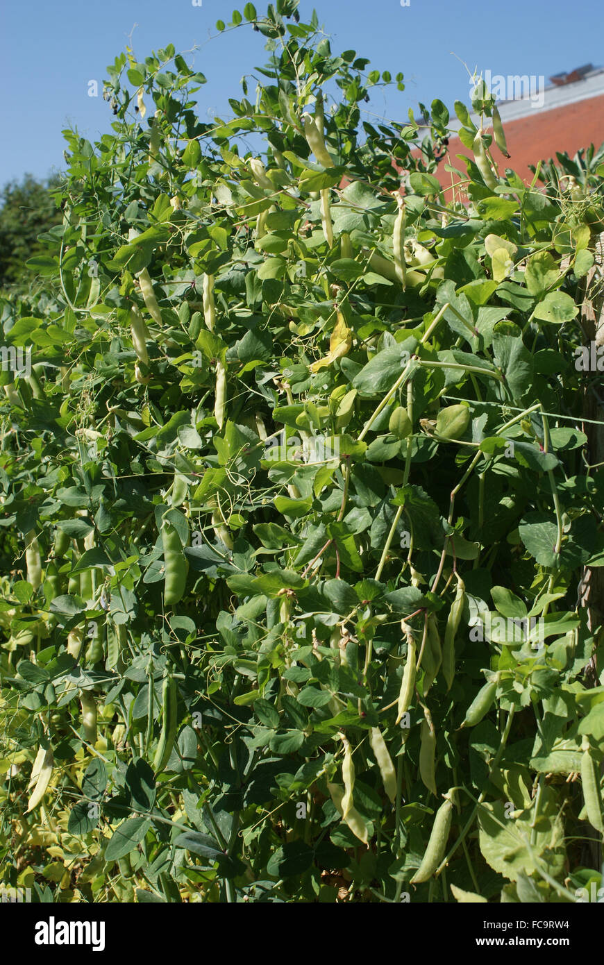 Vicia faba bohne -Fotos und -Bildmaterial in hoher Auflösung – Alamy
