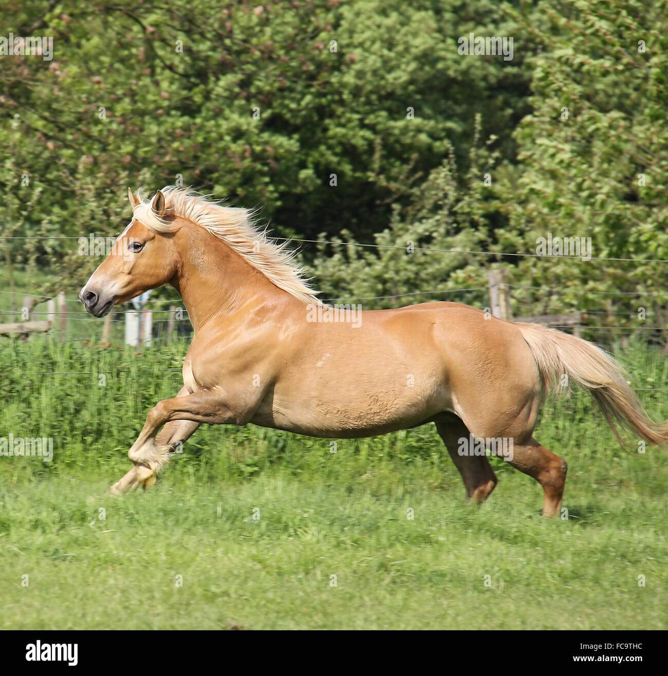 Galopp haflinger -Fotos und -Bildmaterial in hoher Auflösung – Alamy