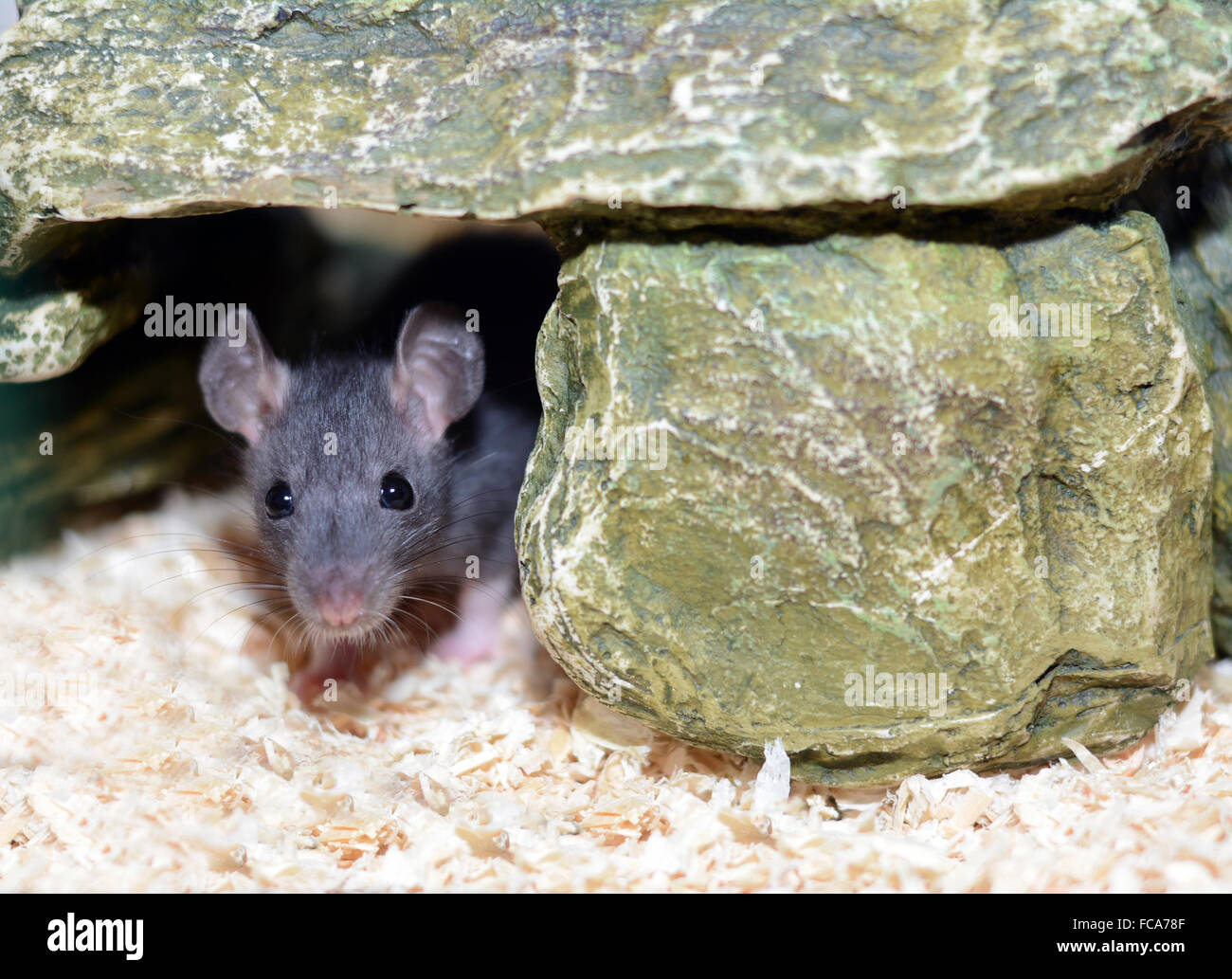 Rattenbau -Fotos und -Bildmaterial in hoher Auflösung – Alamy