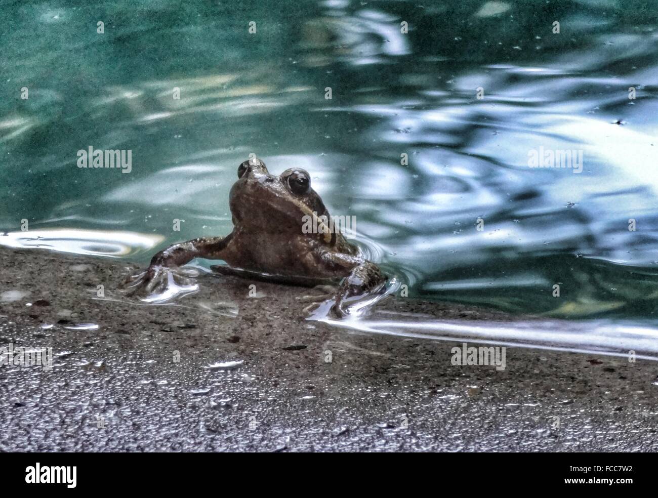 Frosch im detail -Fotos und -Bildmaterial in hoher Auflösung – Alamy