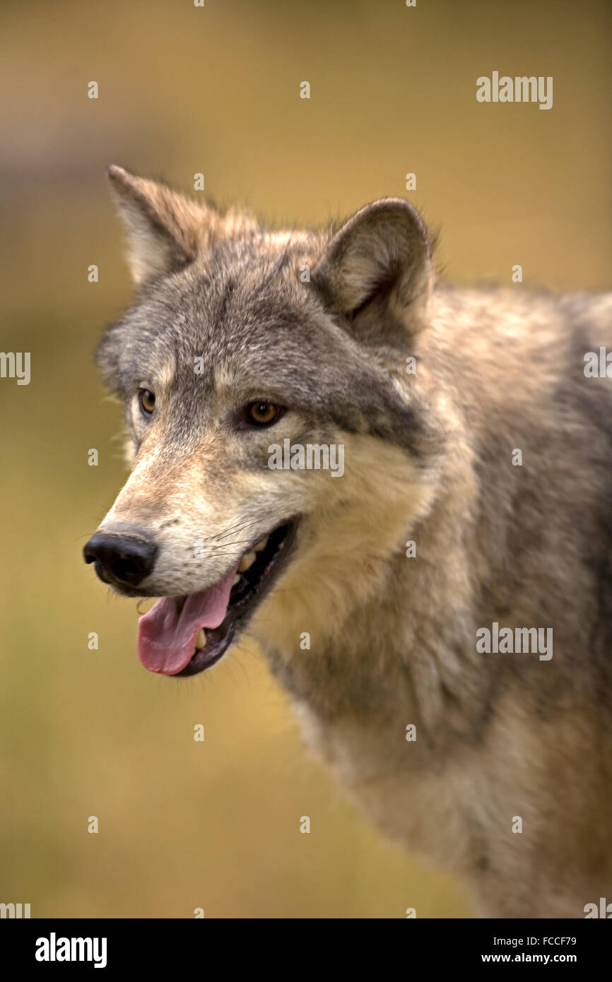 Nordamerikanischer Grauer Wolf Stockfotos und -bilder Kaufen - Alamy