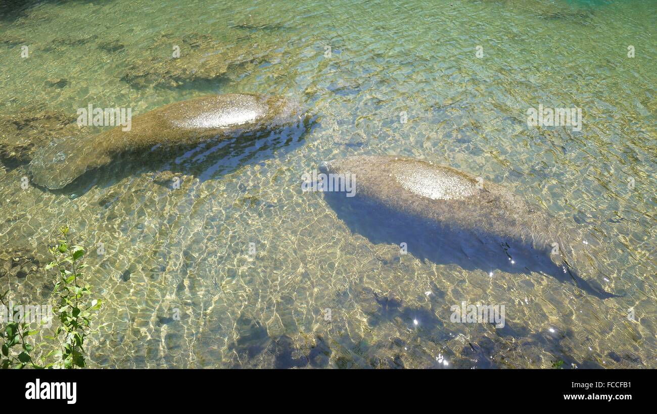 Fisch im wasser -Fotos und -Bildmaterial in hoher Auflösung – Alamy