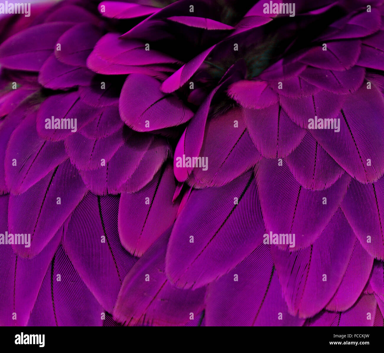 Vogel mit lila -Fotos und -Bildmaterial in hoher Auflösung – Alamy
