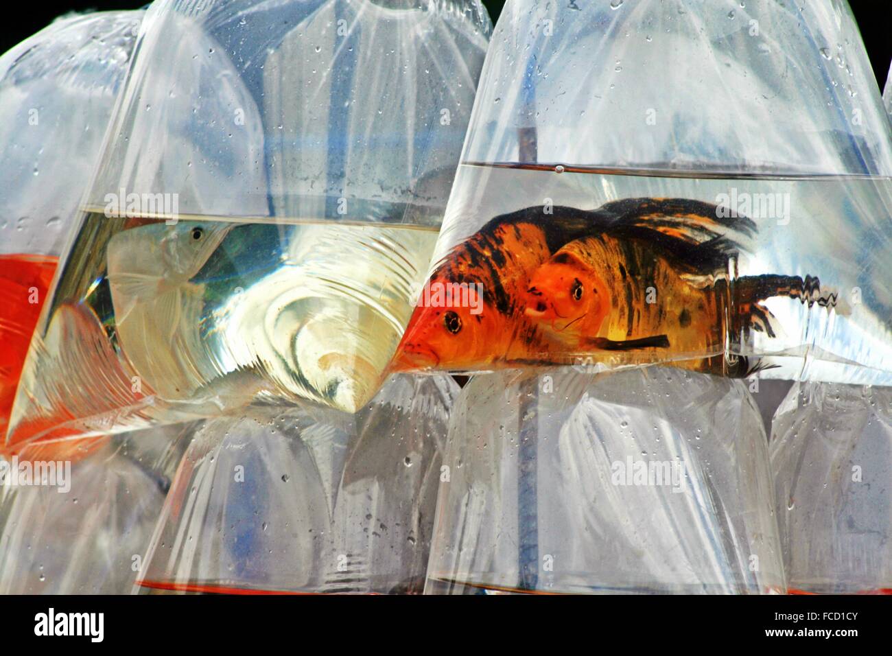 Plastik in meer tiere -Fotos und -Bildmaterial in hoher Auflösung – Alamy