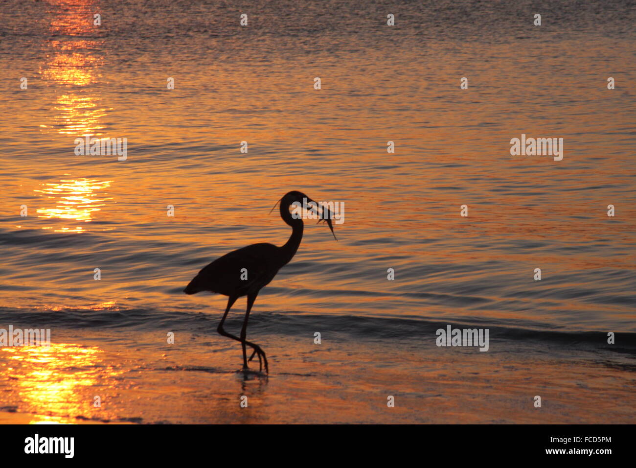 Silhouette-Kran zu Fuß am Meeresstrand mit Fisch im Schnabel ...