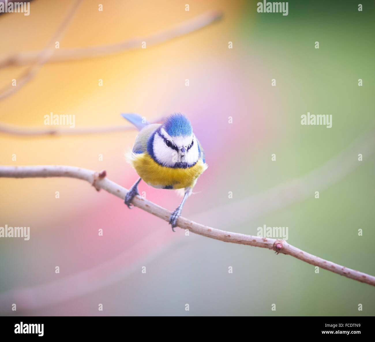 Blaumeise im Garten Stockfotografie - Alamy