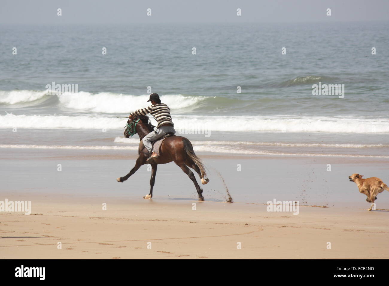 Menschen pferd hund strand -Fotos und -Bildmaterial in hoher Auflösung – Alamy
