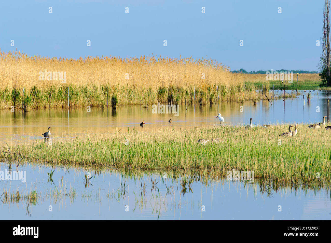 Neusiedler See, Rust, UNESCO World Heritage Site die Kulturlandschaft ...