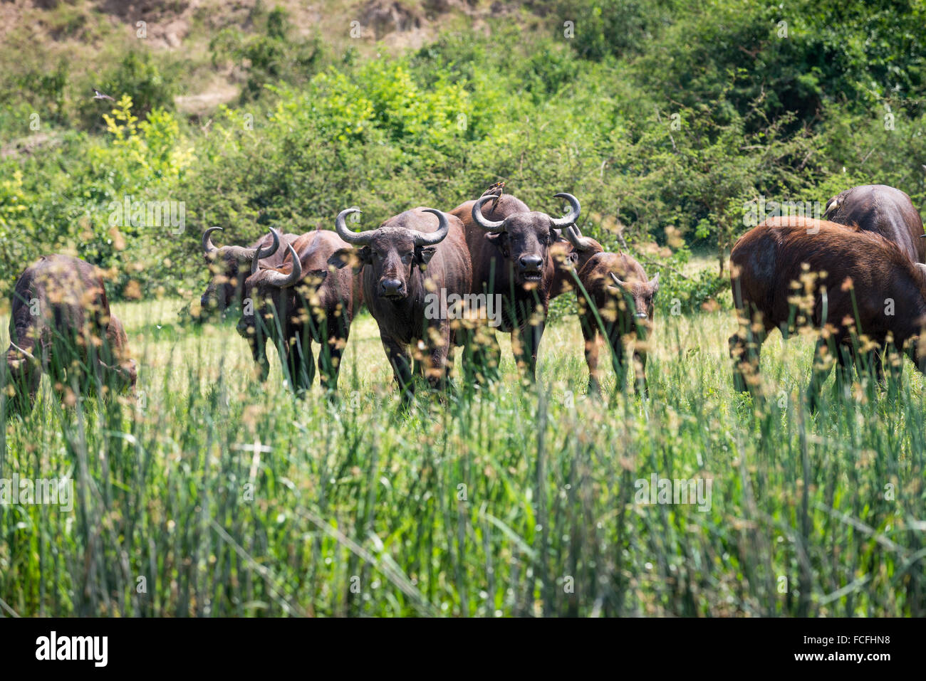 Wilde afrikanische Büffel in Hütte Kanal, Queen Elizabeth National Park ...