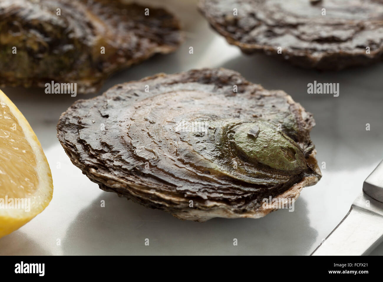Frische austern ostrea edulis -Fotos und -Bildmaterial in hoher ...