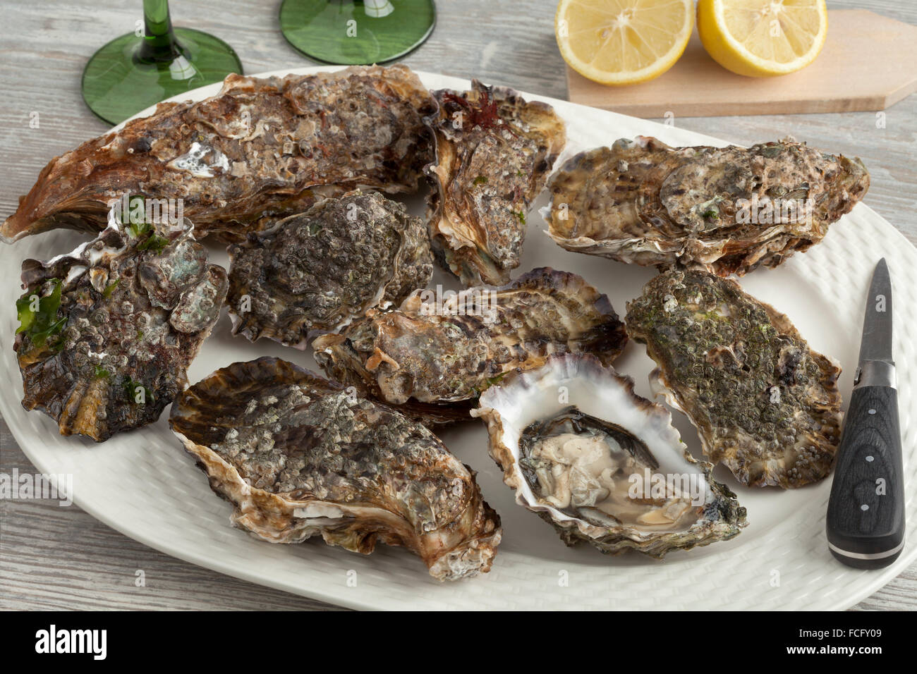 Frische Frische Austern Stockfotos und -bilder Kaufen - Alamy