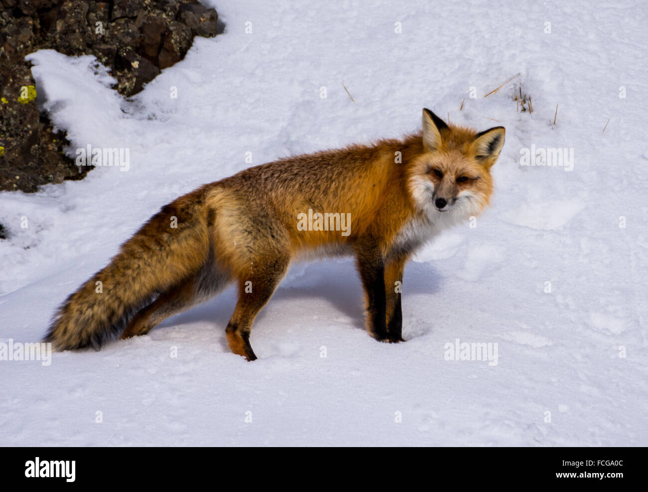 Fuchs mit schnee -Fotos und -Bildmaterial in hoher Auflösung – Alamy