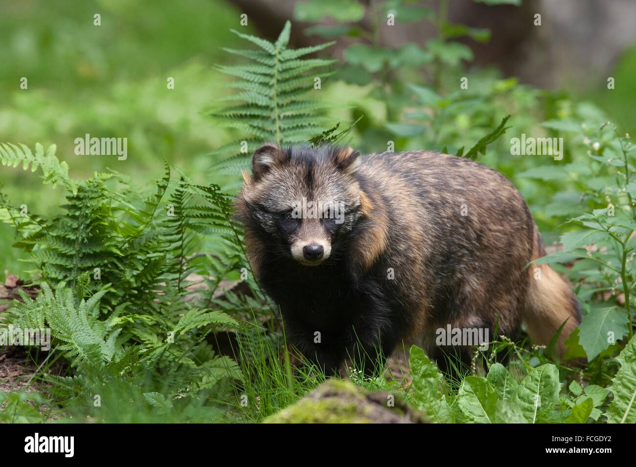 Marderhund Nyctereutes Procyonoides, Hessen, Deutschland ...