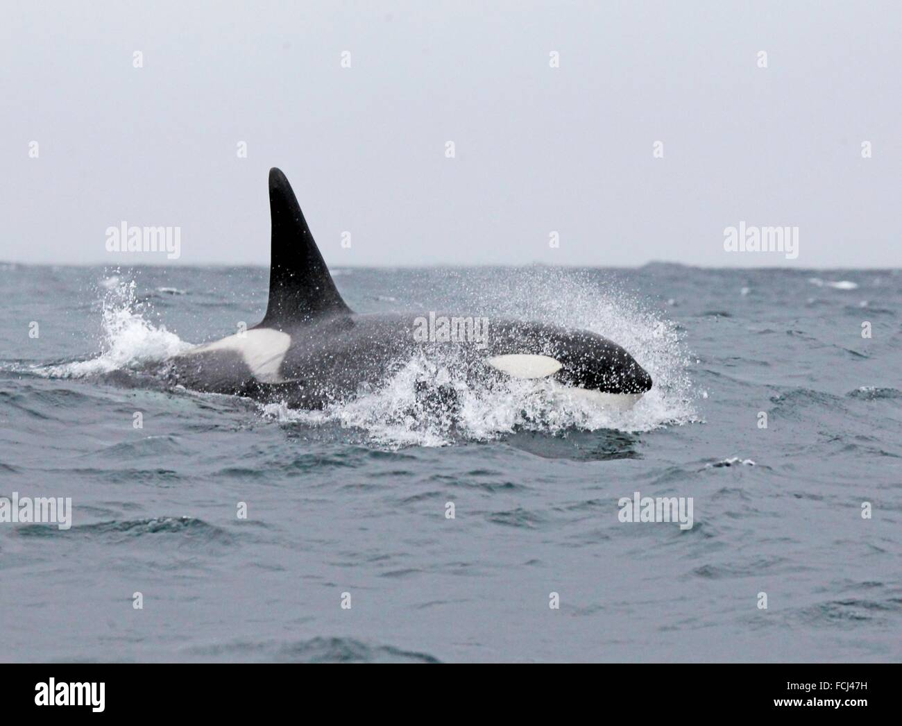 Walkiller orcinus orca -Fotos und -Bildmaterial in hoher Auflösung – Alamy
