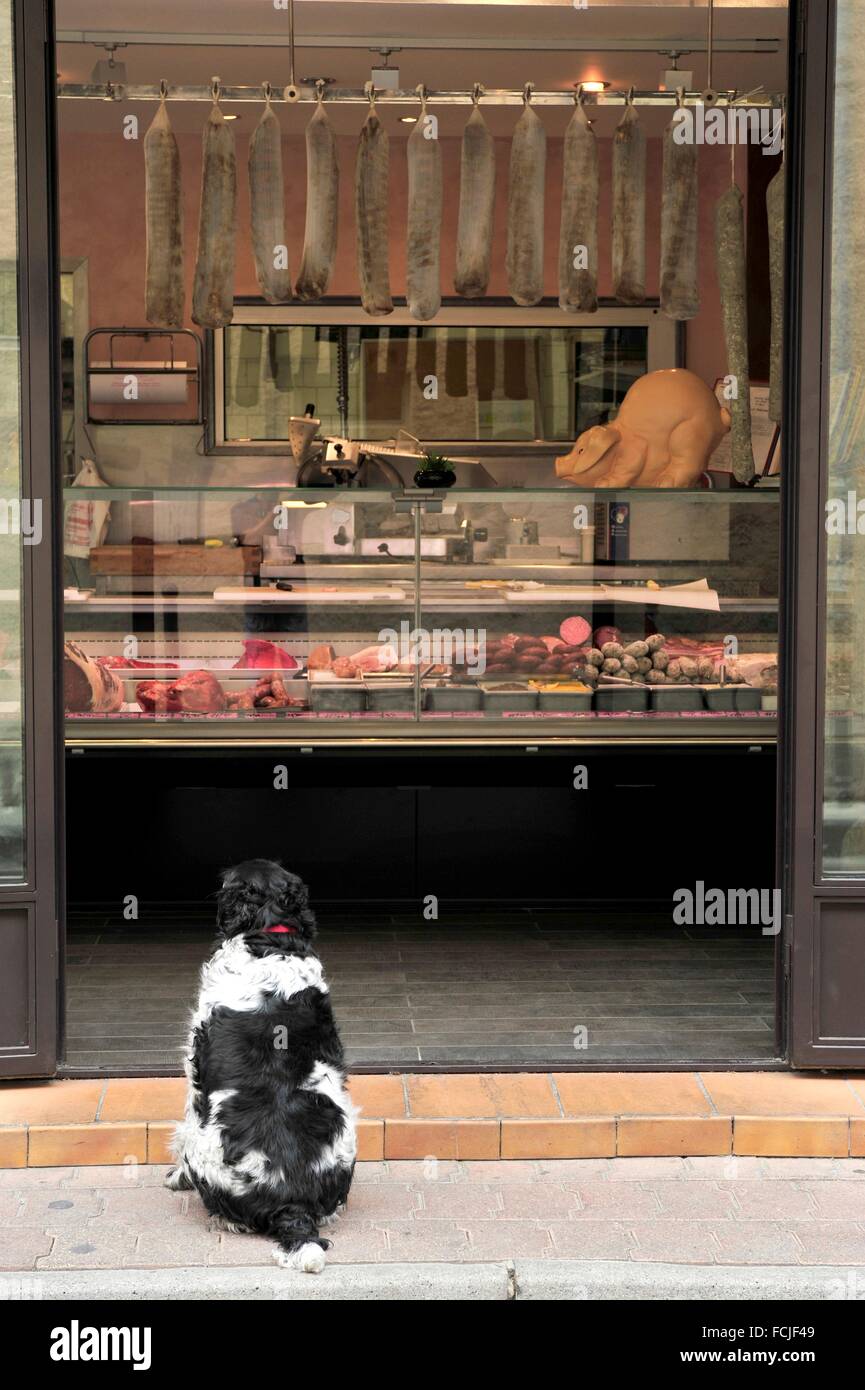 Dog butcher shop -Fotos und -Bildmaterial in hoher Auflösung – Alamy