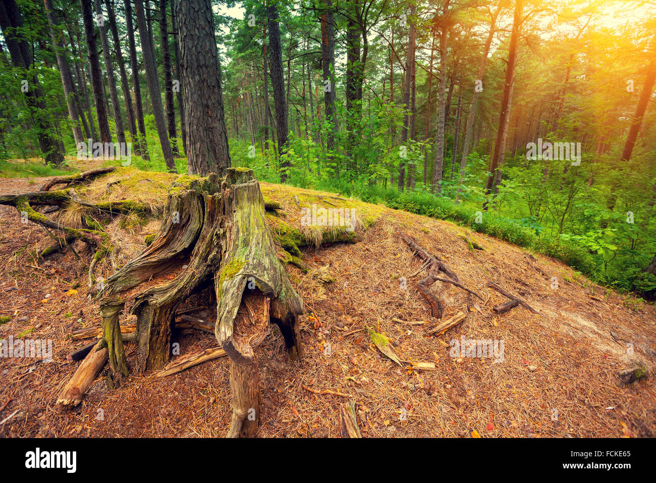 Forest ground root old tree -Fotos und -Bildmaterial in hoher Auflösung ...