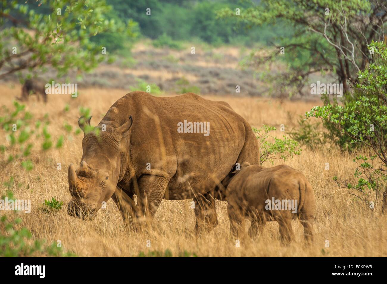 Species of odd toed ungulates in the family rhinocerotidae -Fotos und ...