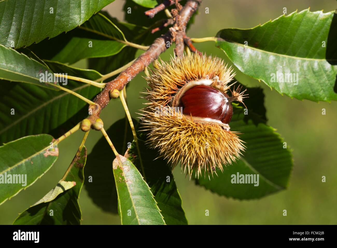Edelkastanie castanea sativa -Fotos und -Bildmaterial in hoher ...