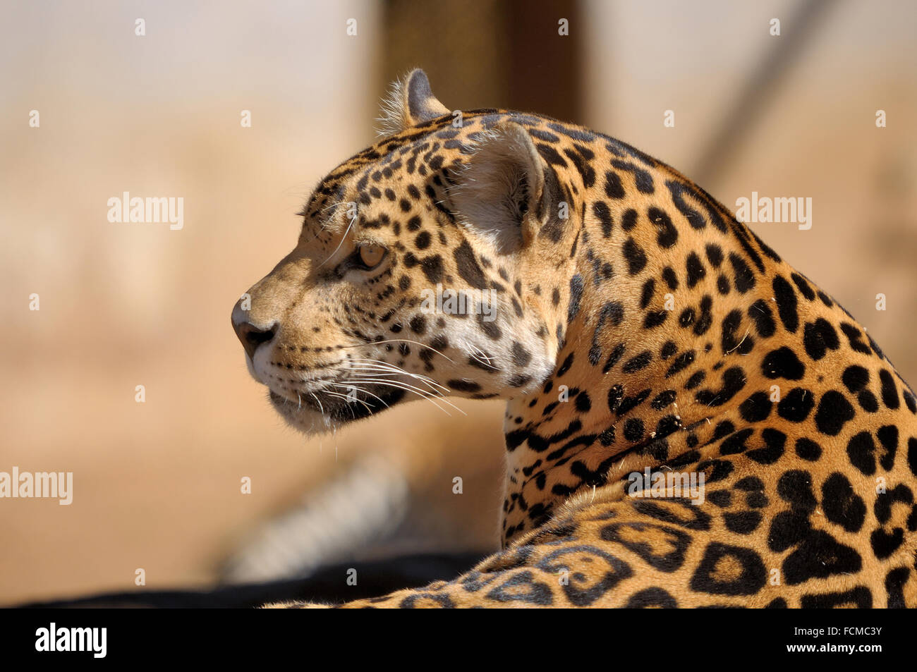 Jaguar, Panthera Onca, die dritt-größte Katze nach Tiger und Löwe ...