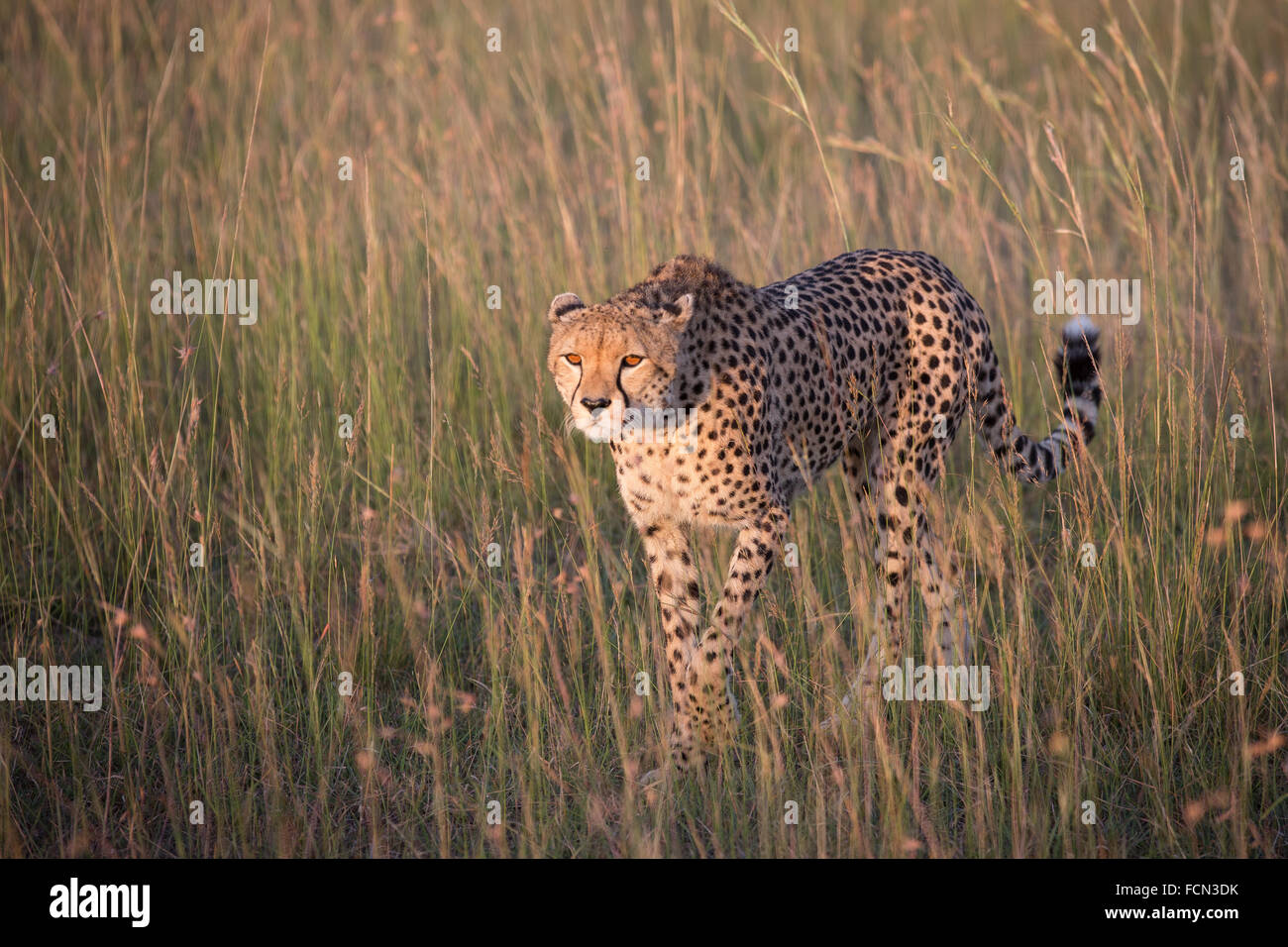 Gepard sonnenuntergang -Fotos und -Bildmaterial in hoher Auflösung – Alamy
