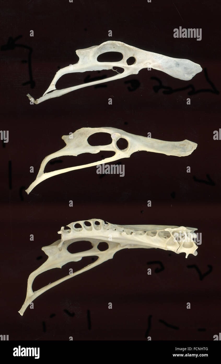 Bird Bones Stockfotos und -bilder Kaufen - Alamy