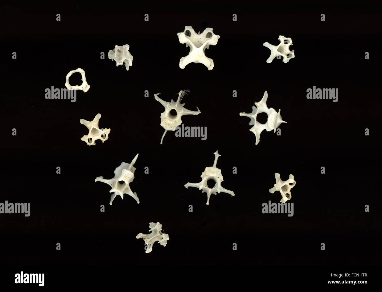 Bird bones -Fotos und -Bildmaterial in hoher Auflösung – Alamy