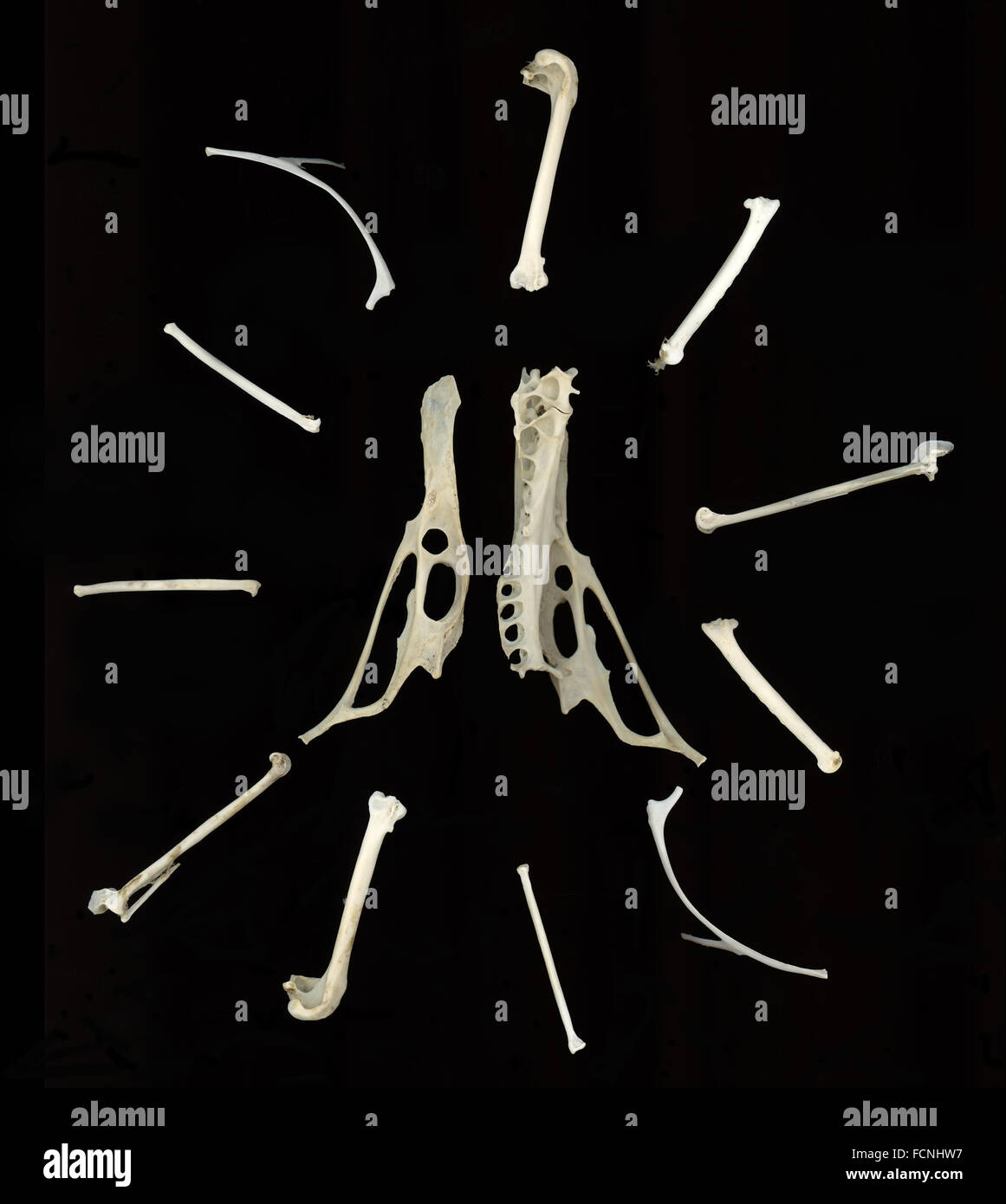 Bird bones -Fotos und -Bildmaterial in hoher Auflösung – Alamy
