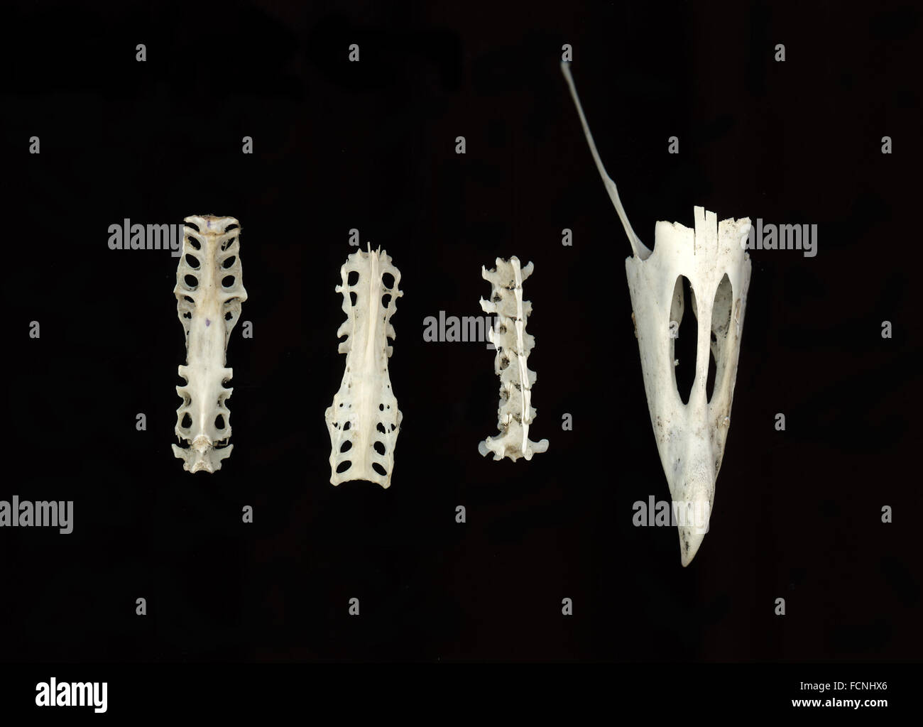 Bird bones -Fotos und -Bildmaterial in hoher Auflösung – Alamy