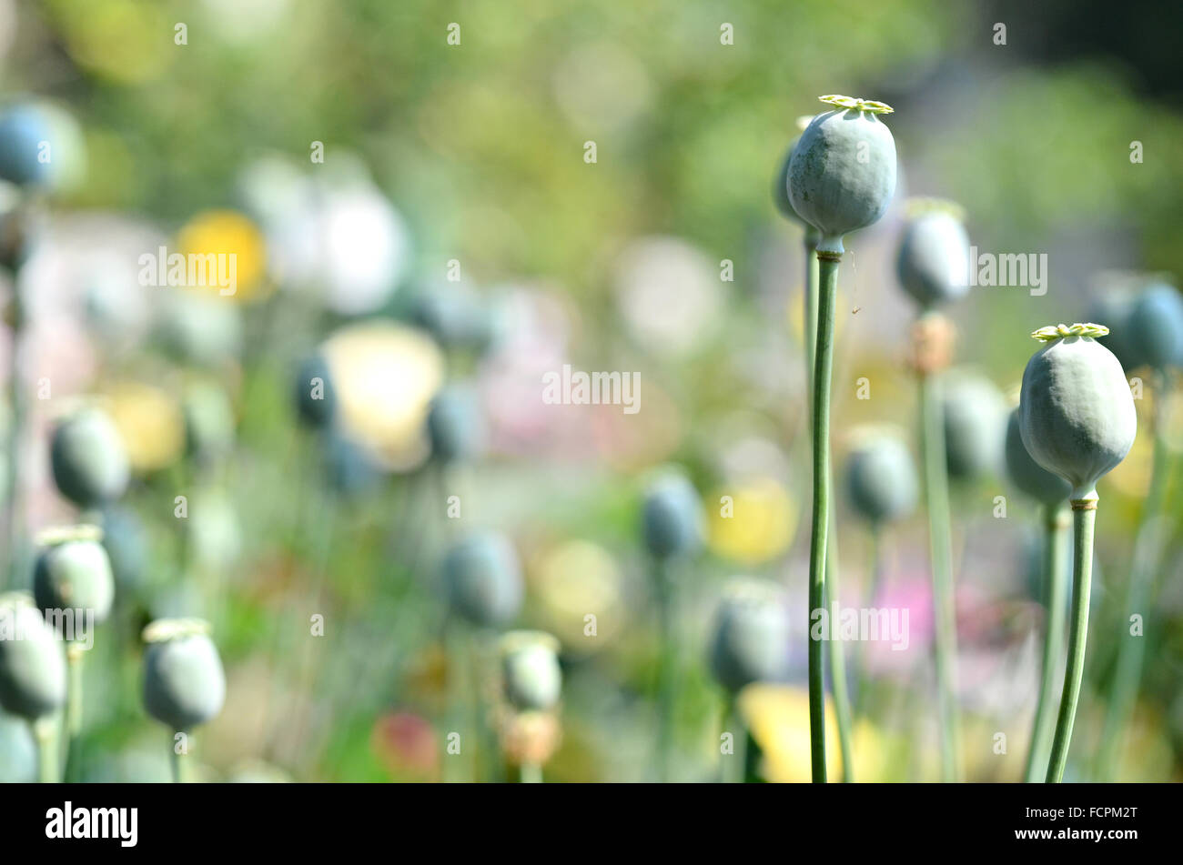 Mohn samen kapsel -Fotos und -Bildmaterial in hoher Auflösung – Alamy