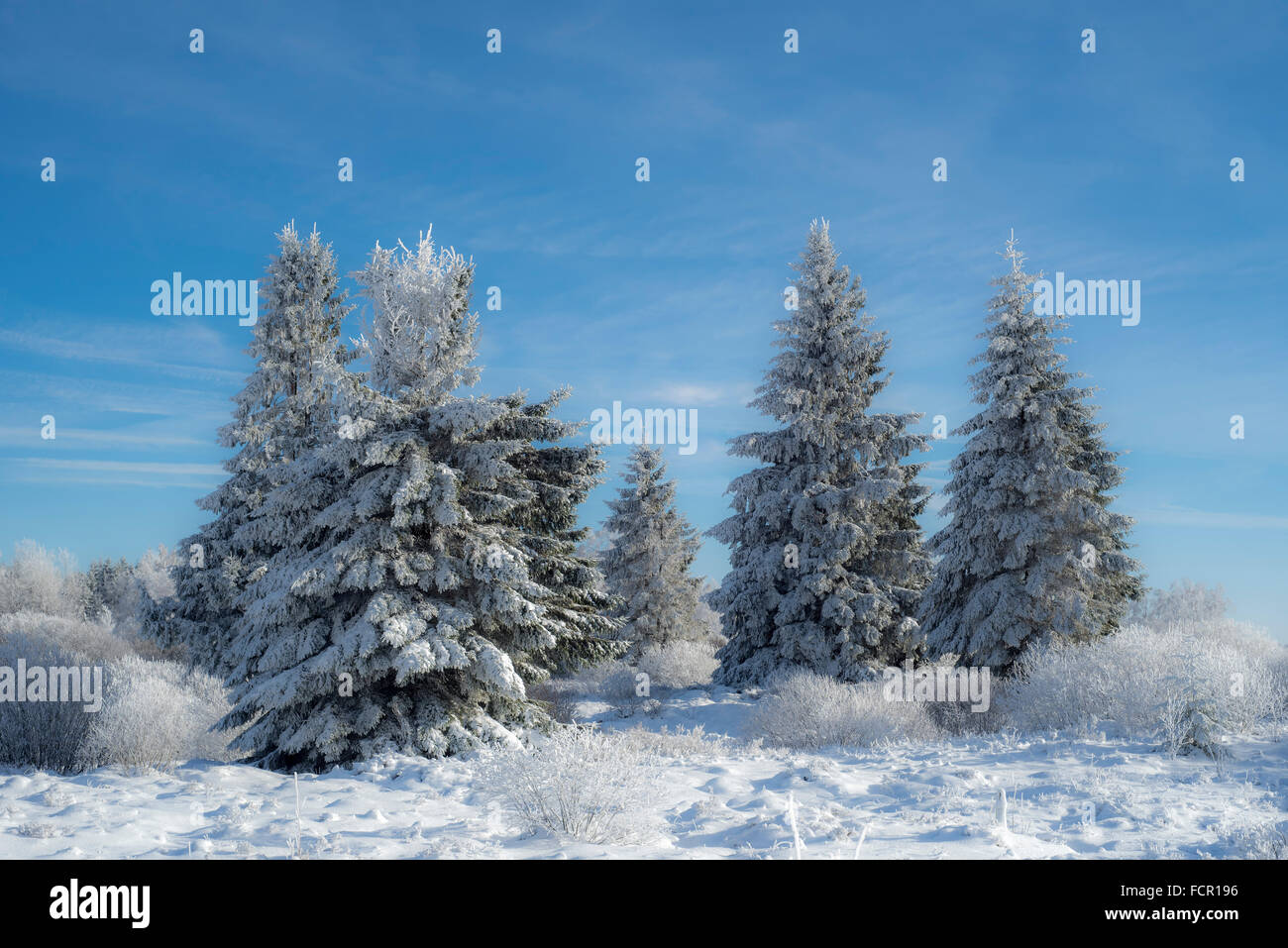 Fichten picea abies -Fotos und -Bildmaterial in hoher Auflösung – Alamy