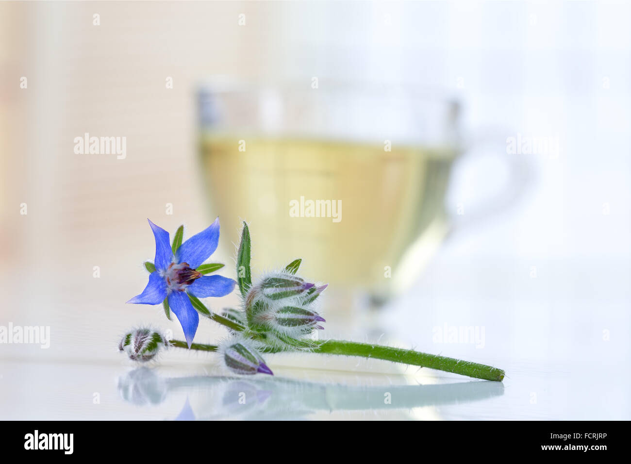 Tasse Borretsch Tee Stockfotos und -bilder Kaufen - Alamy
