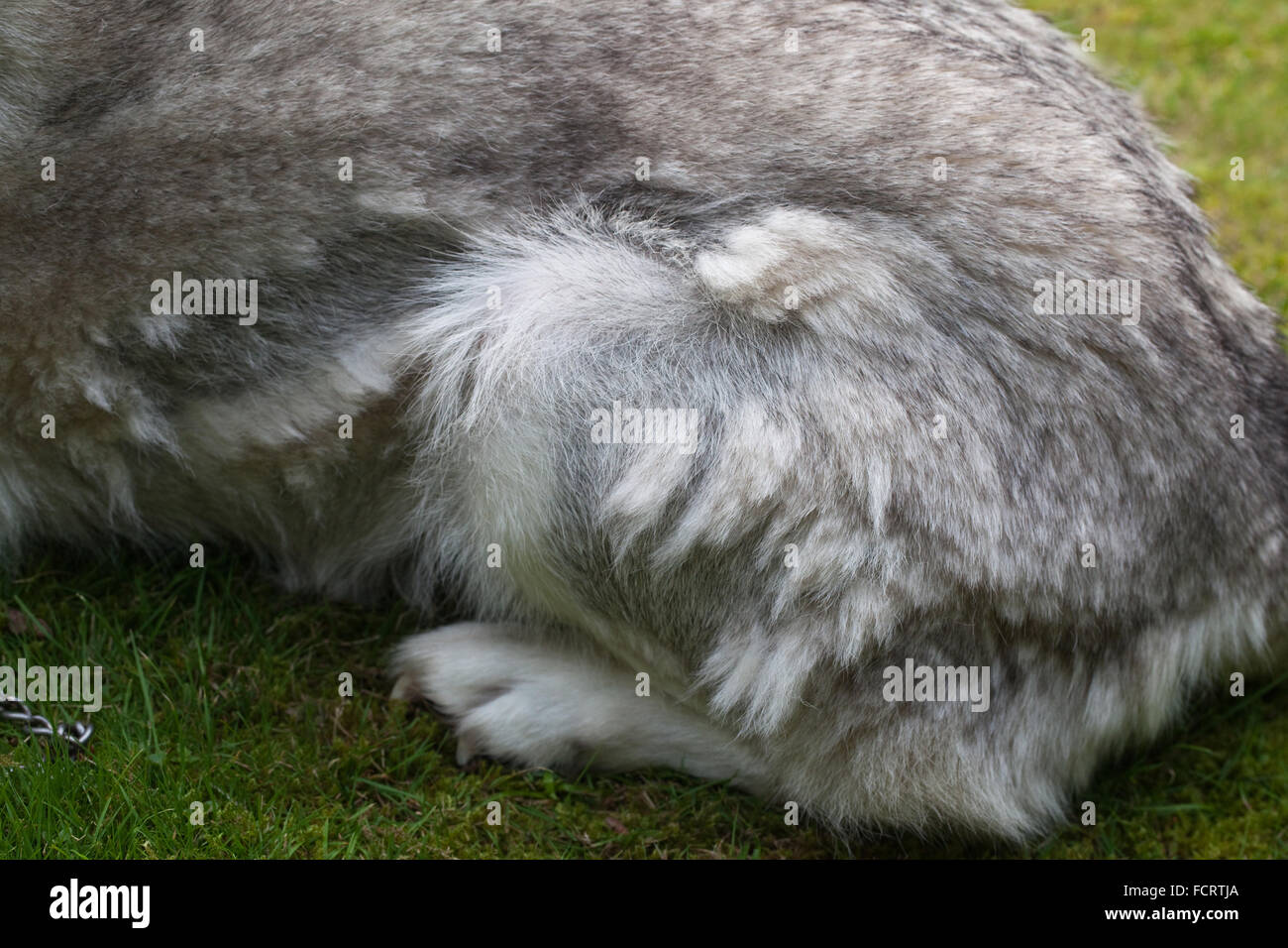 SSiberian Husky. Hund. Canis Familiaris. Hinten linke Flanke, zeigt ...