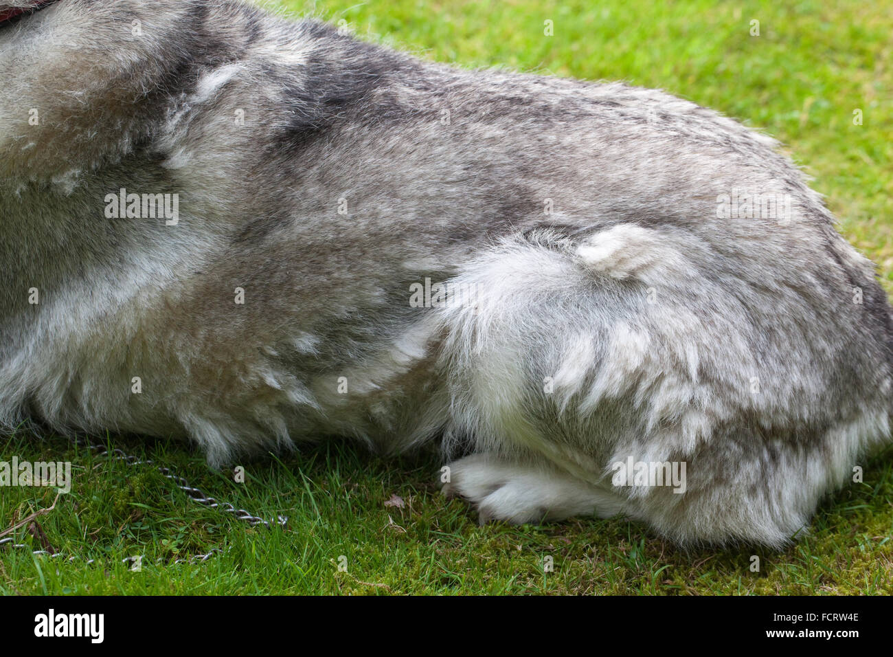 Siberian Husky. Hund. Canis Familiaris. Hinten linke Flanke, zeigt ...