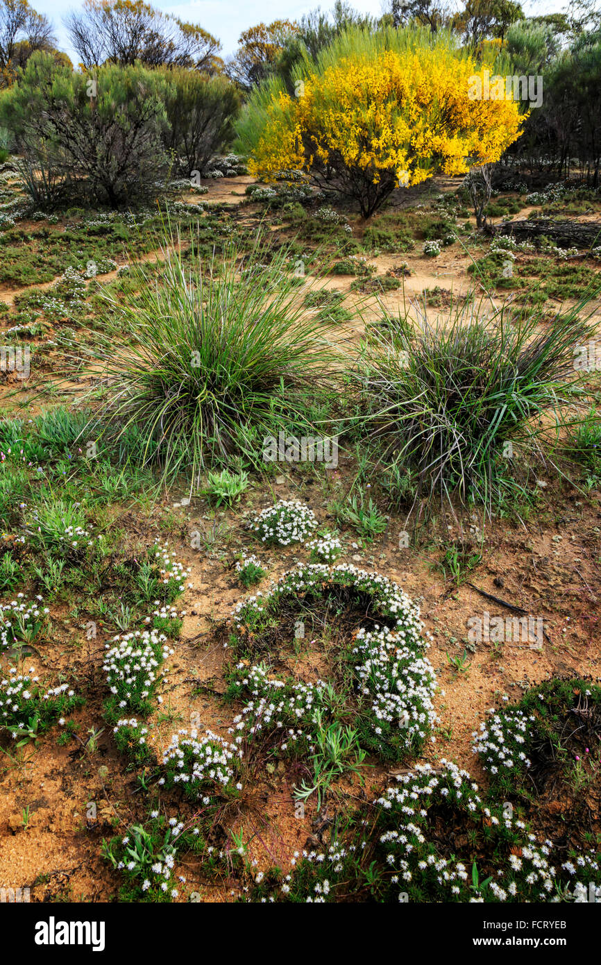 Outback Flowers Stockfotos und -bilder Kaufen - Alamy
