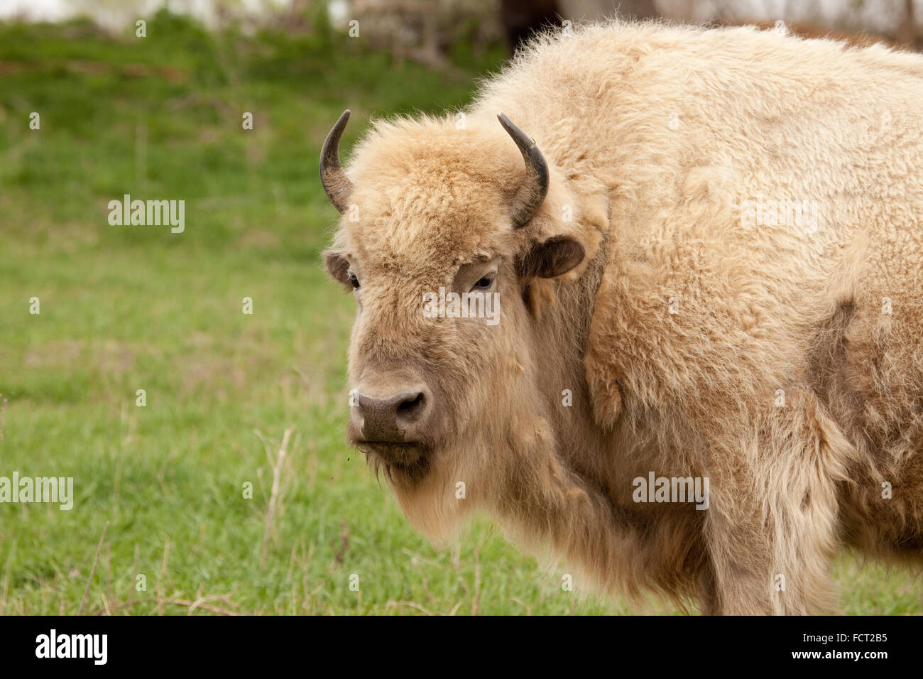 Weißer bison -Fotos und -Bildmaterial in hoher Auflösung – Alamy