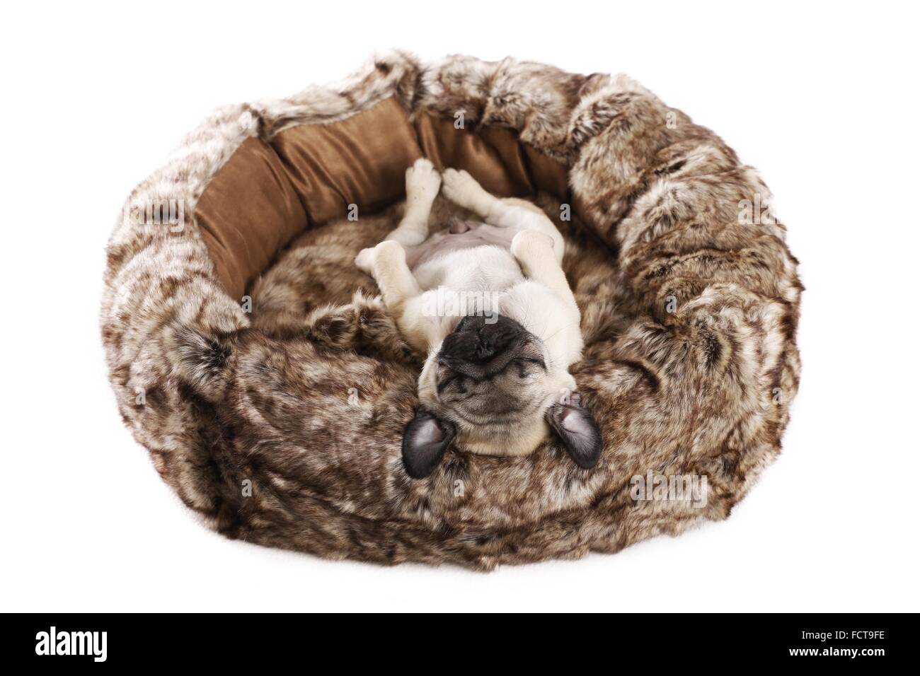 Mops lustig Ausgeschnittene Stockfotos und -bilder - Alamy