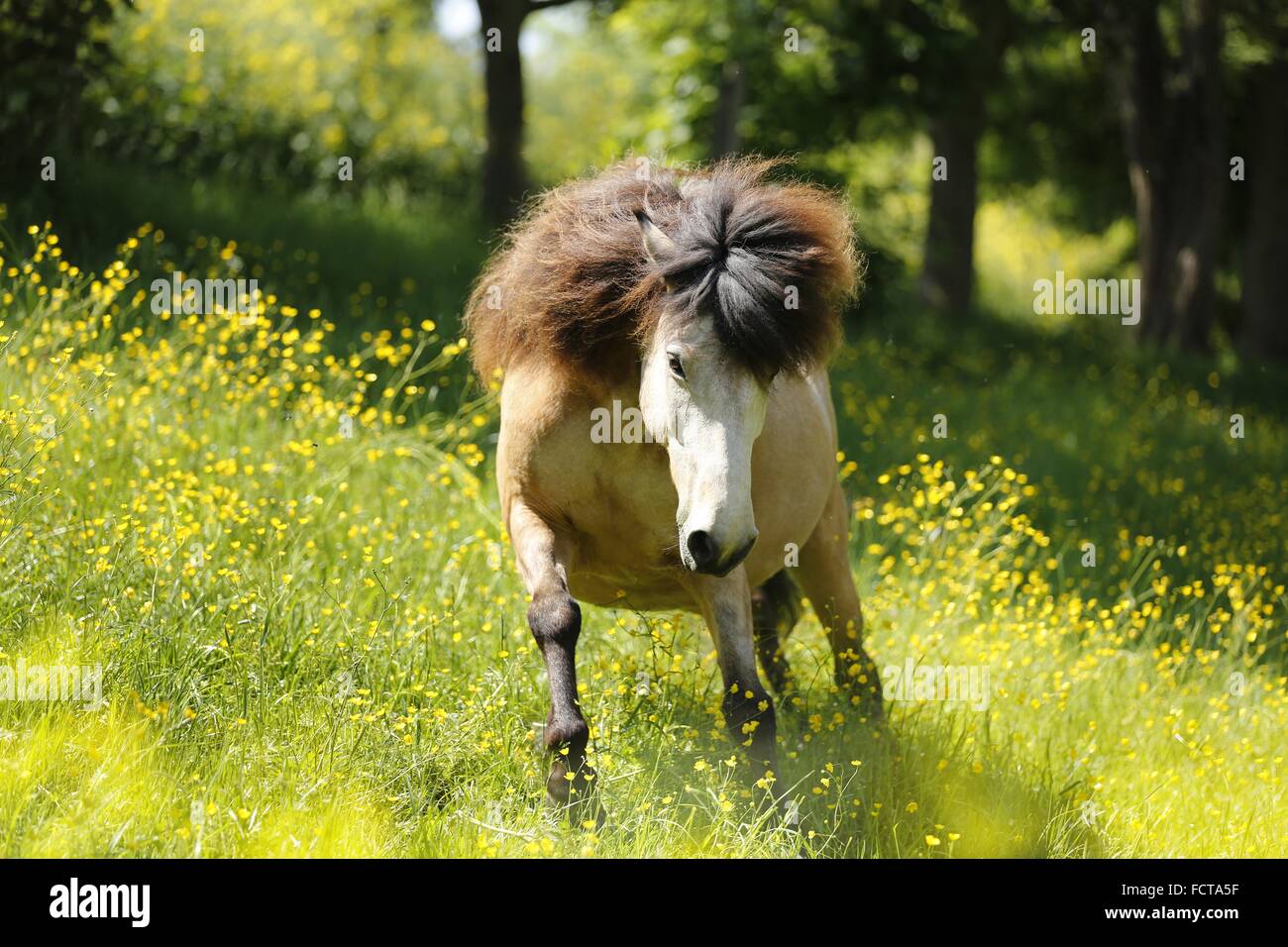 Ponyfeld im galopp -Fotos und -Bildmaterial in hoher Auflösung – Alamy