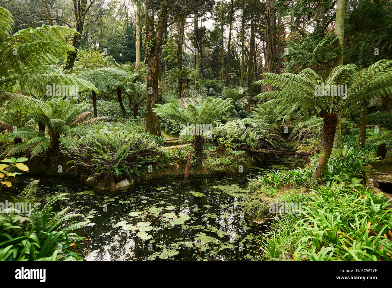 Farne im wald -Fotos und -Bildmaterial in hoher Auflösung – Alamy