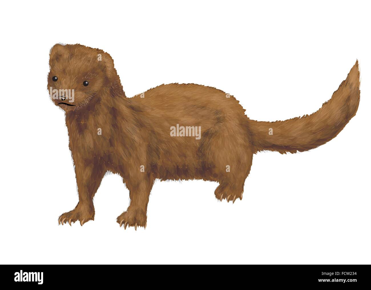 Nerz tier Stock-Vektorgrafiken kaufen - Alamy