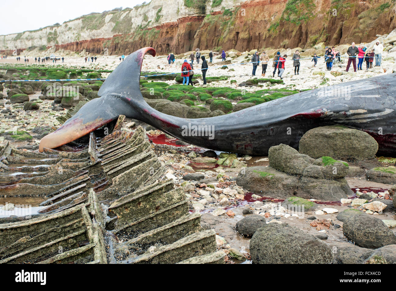 Wal gestrandet -Fotos und -Bildmaterial in hoher Auflösung – Alamy