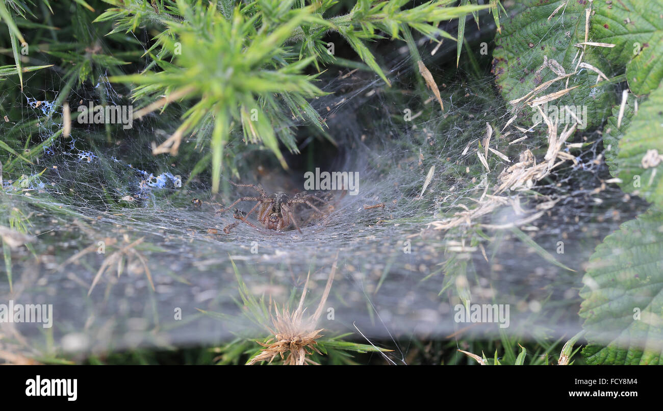 Funnel-Web Spider liegen auf der Lauer, Cornwall, England, UK ...