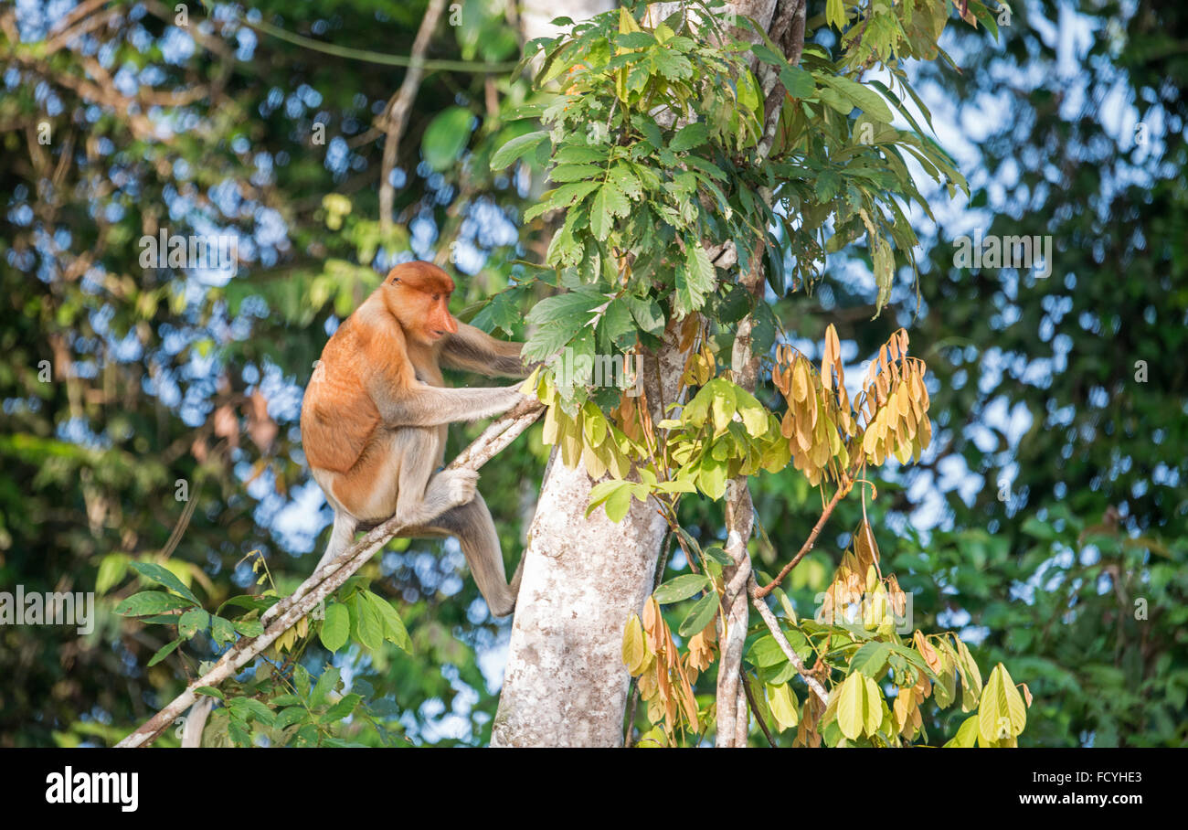 Affen nase -Fotos und -Bildmaterial in hoher Auflösung – Alamy